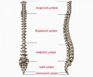 Ανατομία σπονδυλικής | Orthosoma