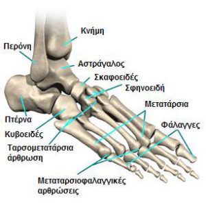 Ανατομία Ποδιού | Orthosoma